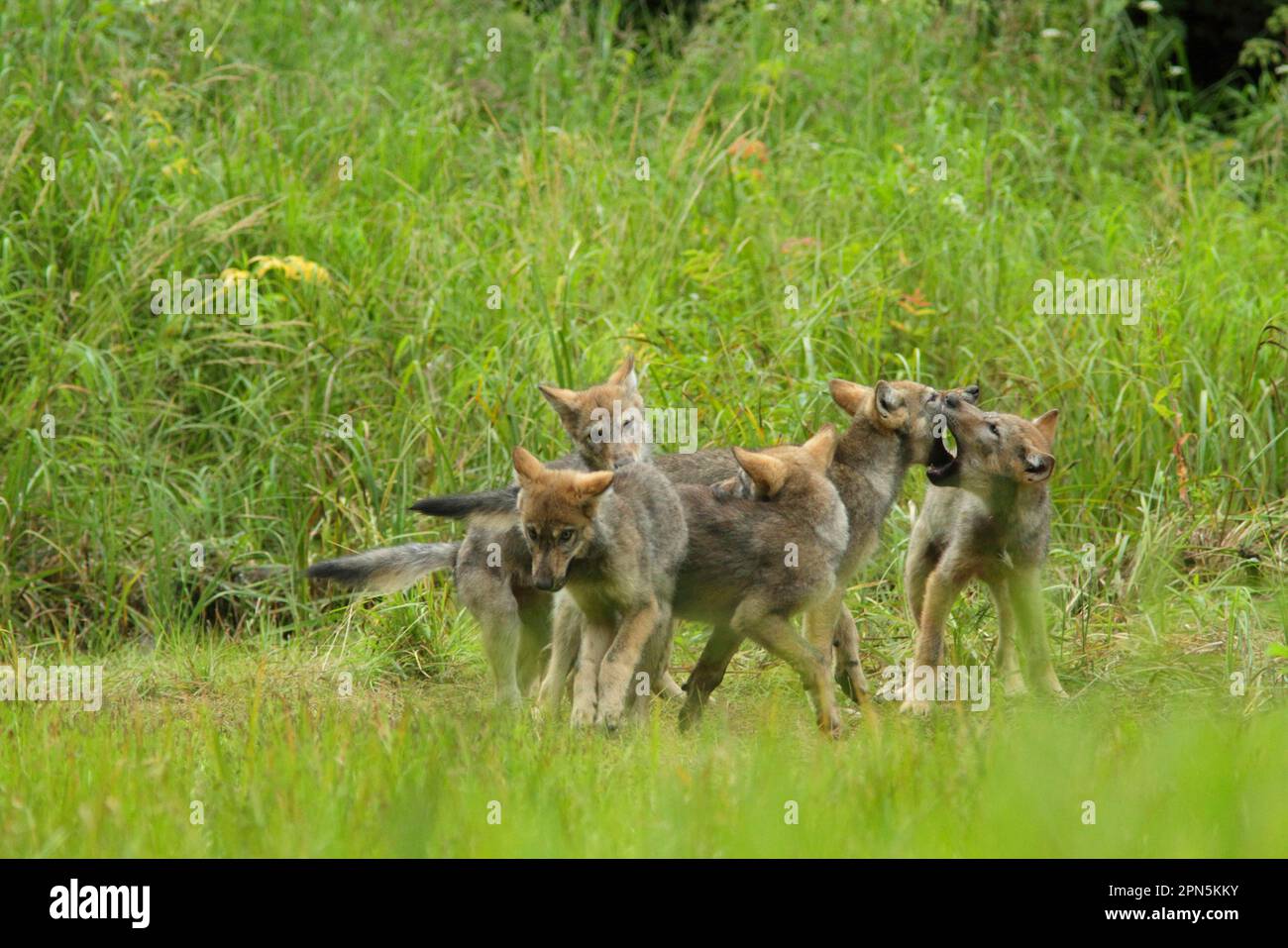 Grey gray wolf (Canis lupus) five pups, play fight in marshland ...