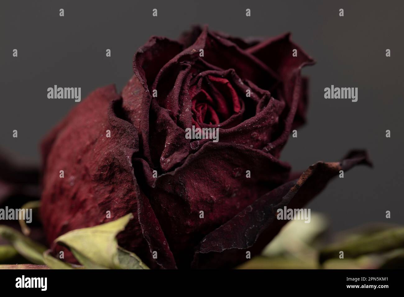 Drying rose hi-res stock photography and images - Alamy