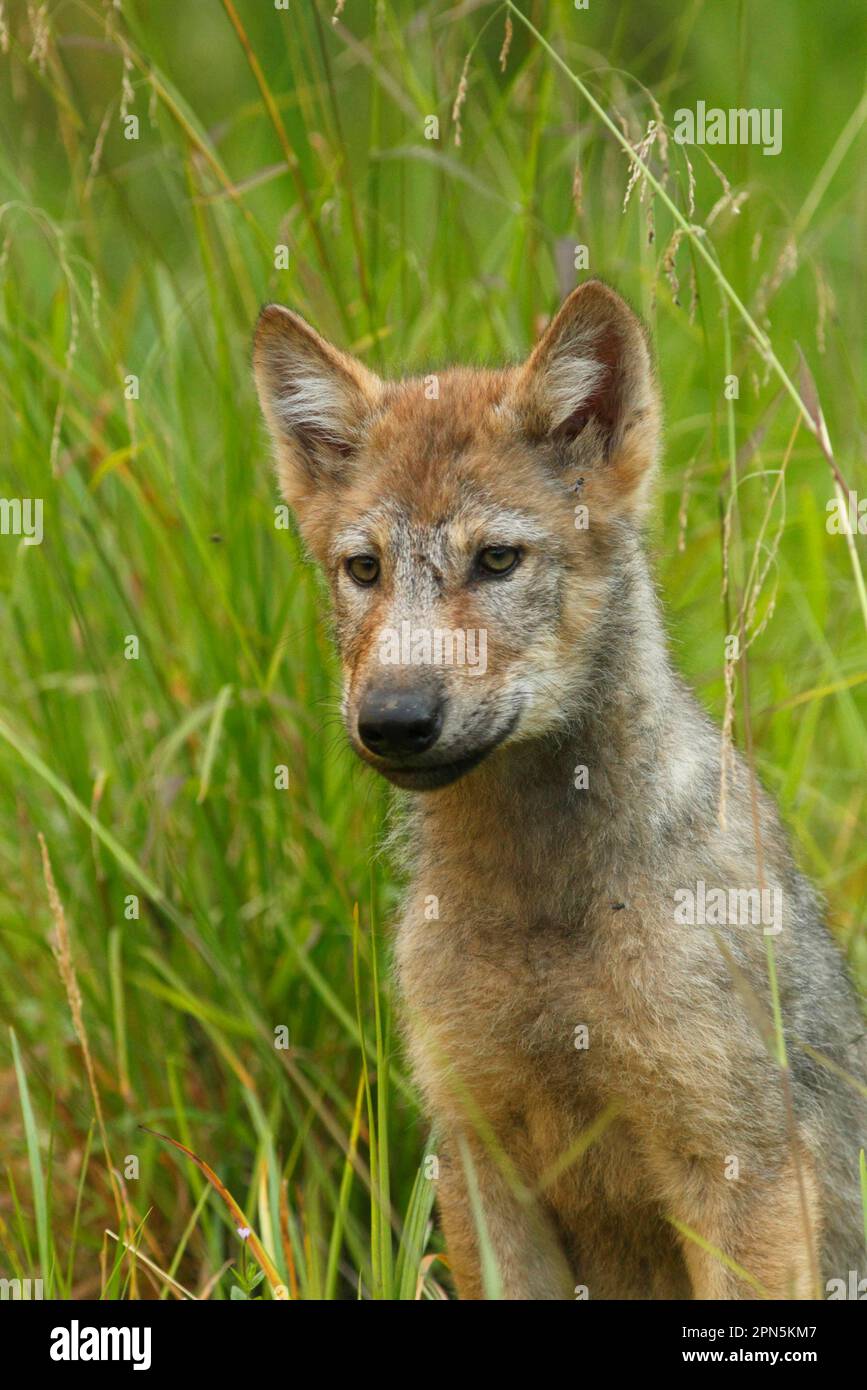 North american wolf portrait hi-res stock photography and images - Alamy