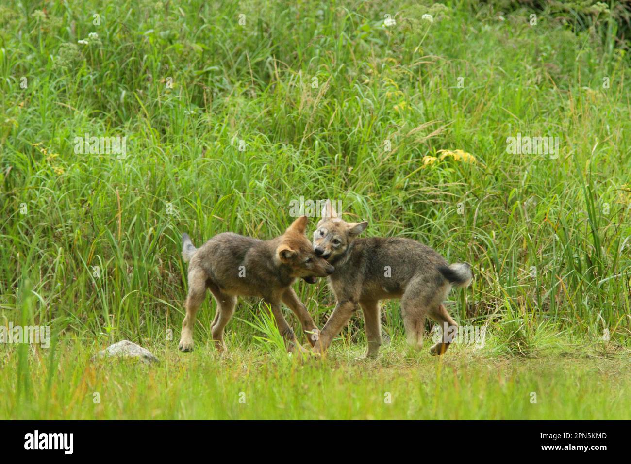 Grey Wolf (Canis lupus) two pups, playfighting in marshland, in ...