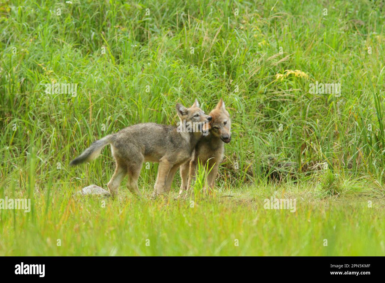 Grey gray wolf (Canis lupus) two pups, play fight in marshland ...