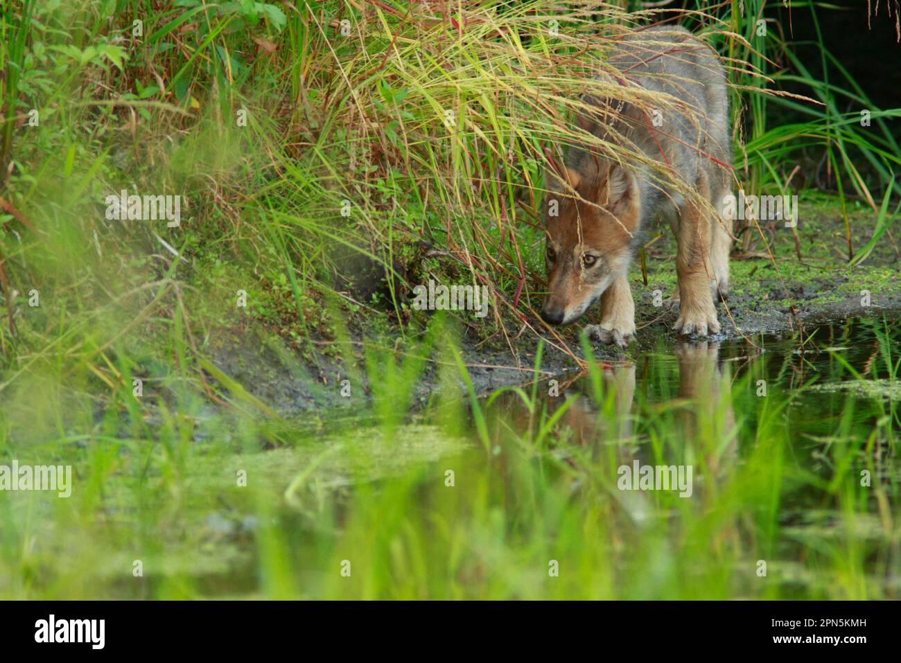 Grey gray wolf (Canis lupus) pup, walking along water's edge in wetland ...