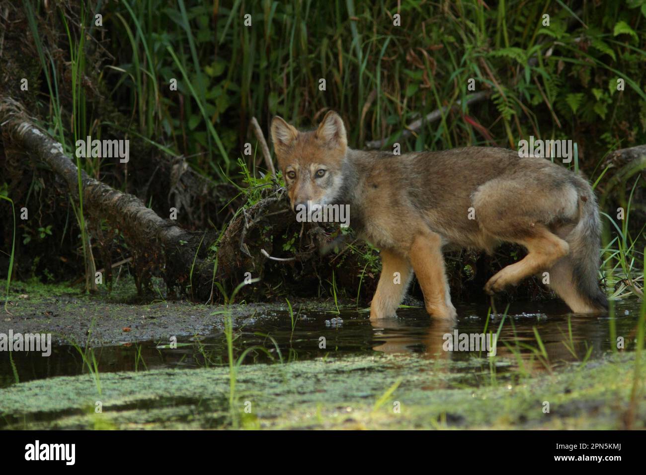 Grey gray wolf (Canis lupus) pup wandering in shallow water on ...