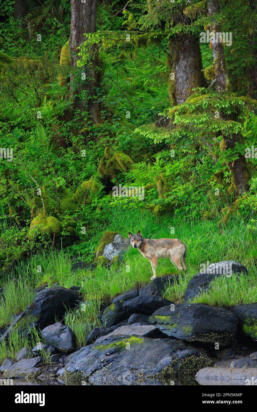 Grey gray wolf (Canis lupus) adult, standing on rocks at the edge of ...