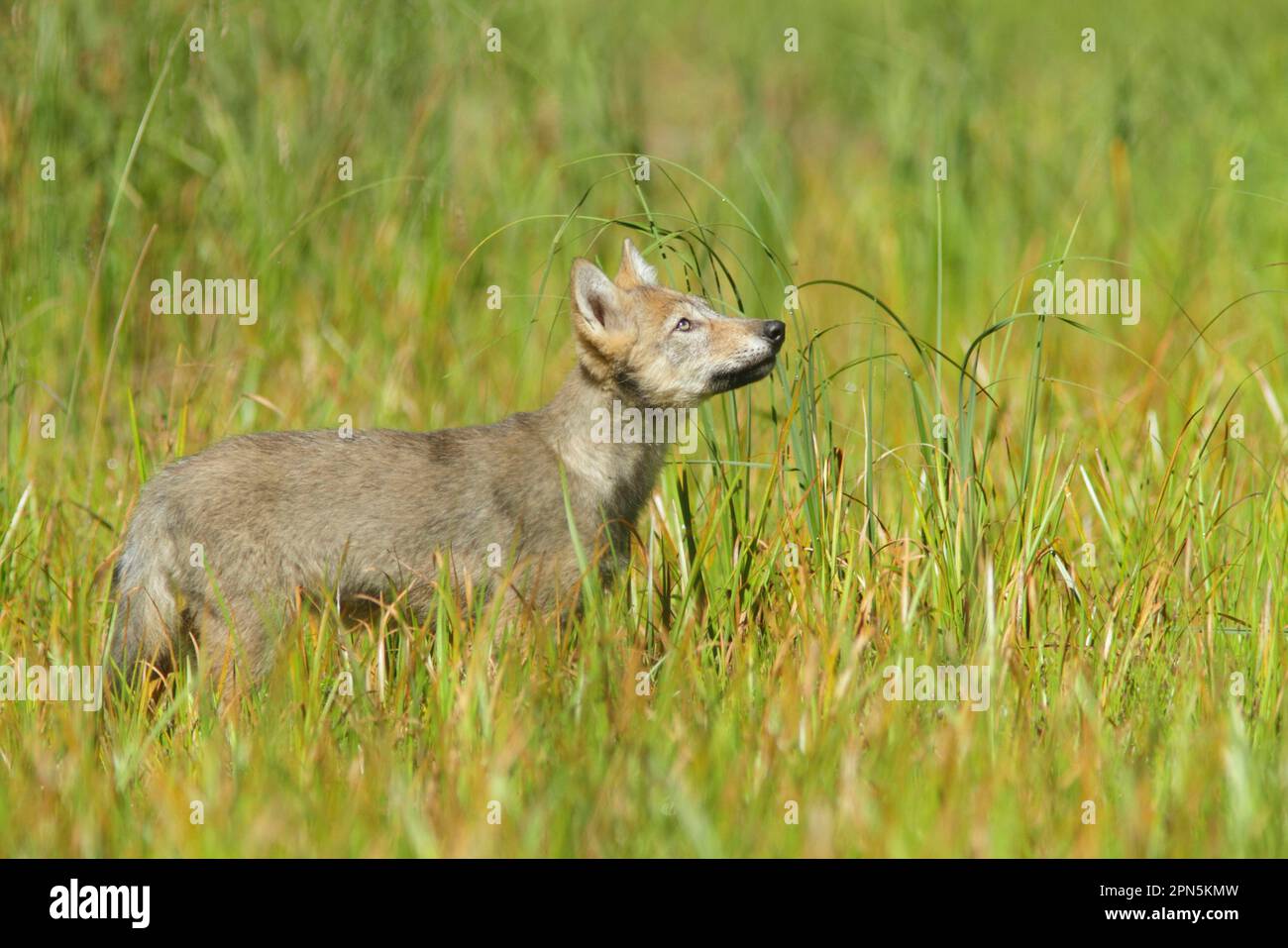 Grey gray wolf (Canis lupus) pup, standing in marshland, coastal ...