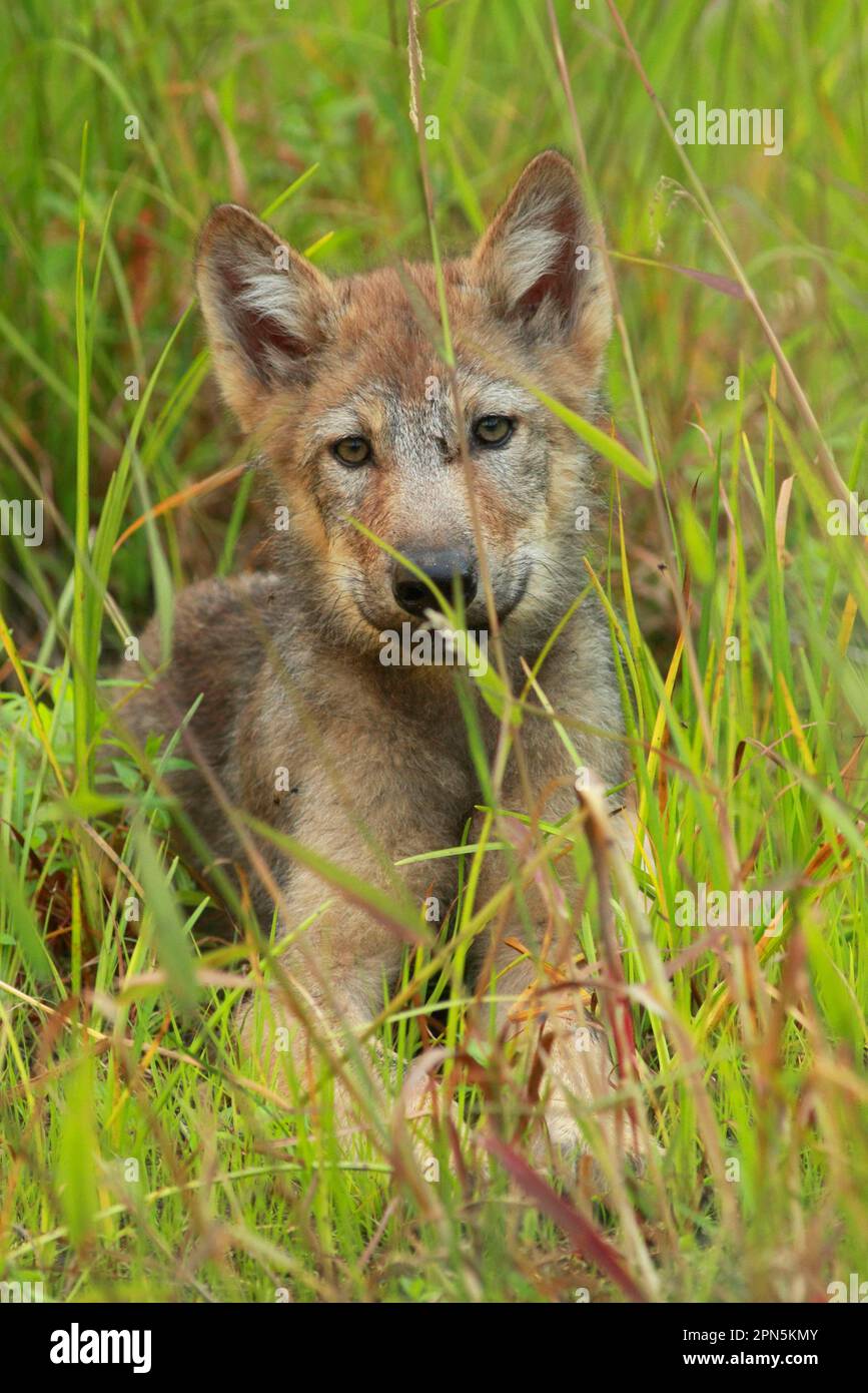 Grey gray wolf (Canis lupus) pup, resting in marshland, coastal ...