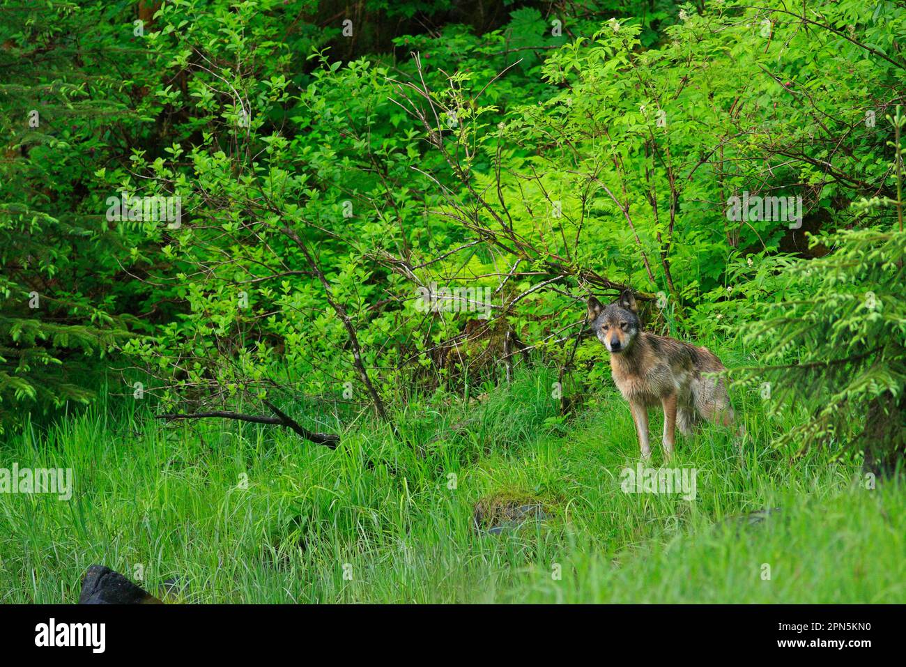 Adult grey gray wolf (Canis lupus) standing in vegetation at edge of ...