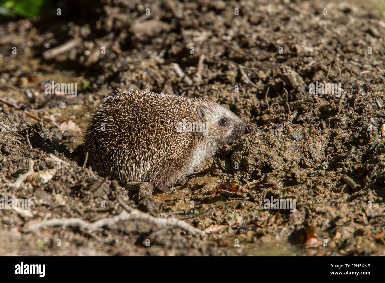Southern white-breasted hedgehog, Southern white-breasted hedgehog ...