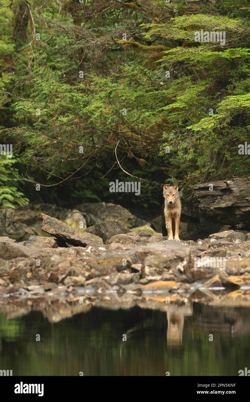 Grey Wolf (Canis lupus) adult, standing on rocks near lake shoreline ...