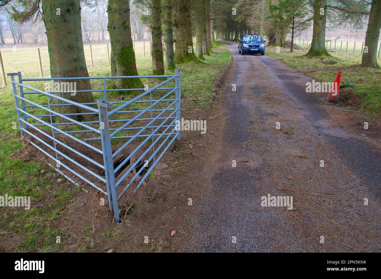 Badger scratch tree hi-res stock photography and images - Alamy