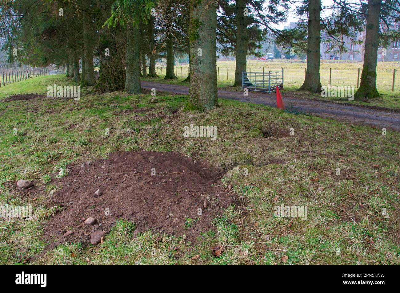 Badger scratch tree hi-res stock photography and images - Alamy