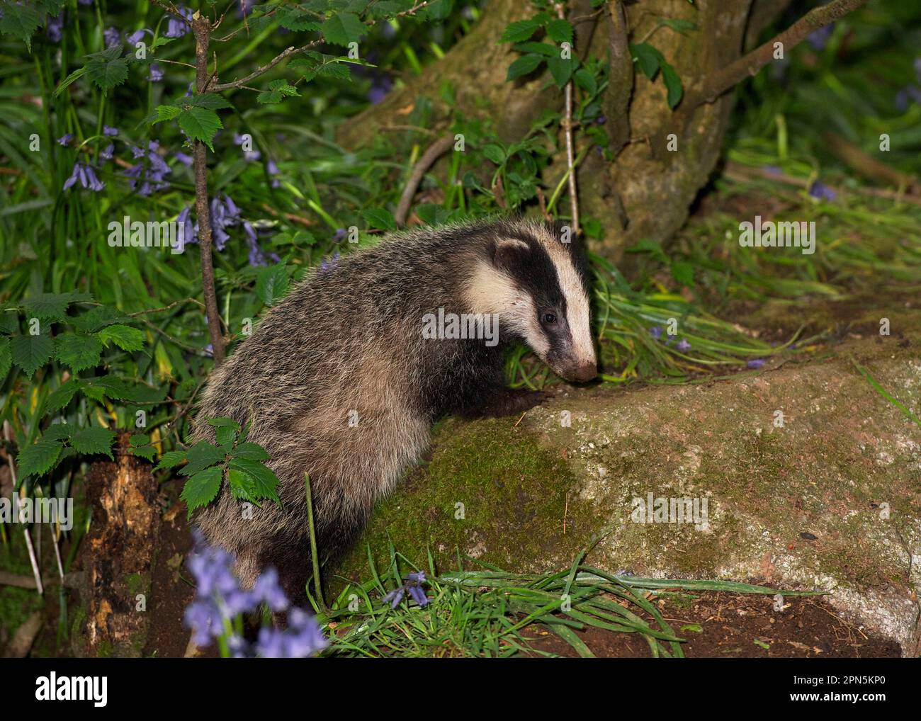 Eurasian Badger (Meles meles) cub, amongst Bluebell (Endymion non ...