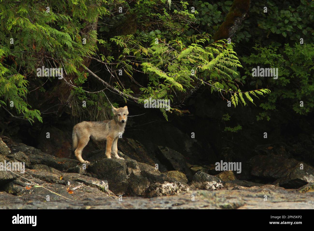 Grey Wolf (Canis lupus) pup, standing on rocks near shoreline, in ...