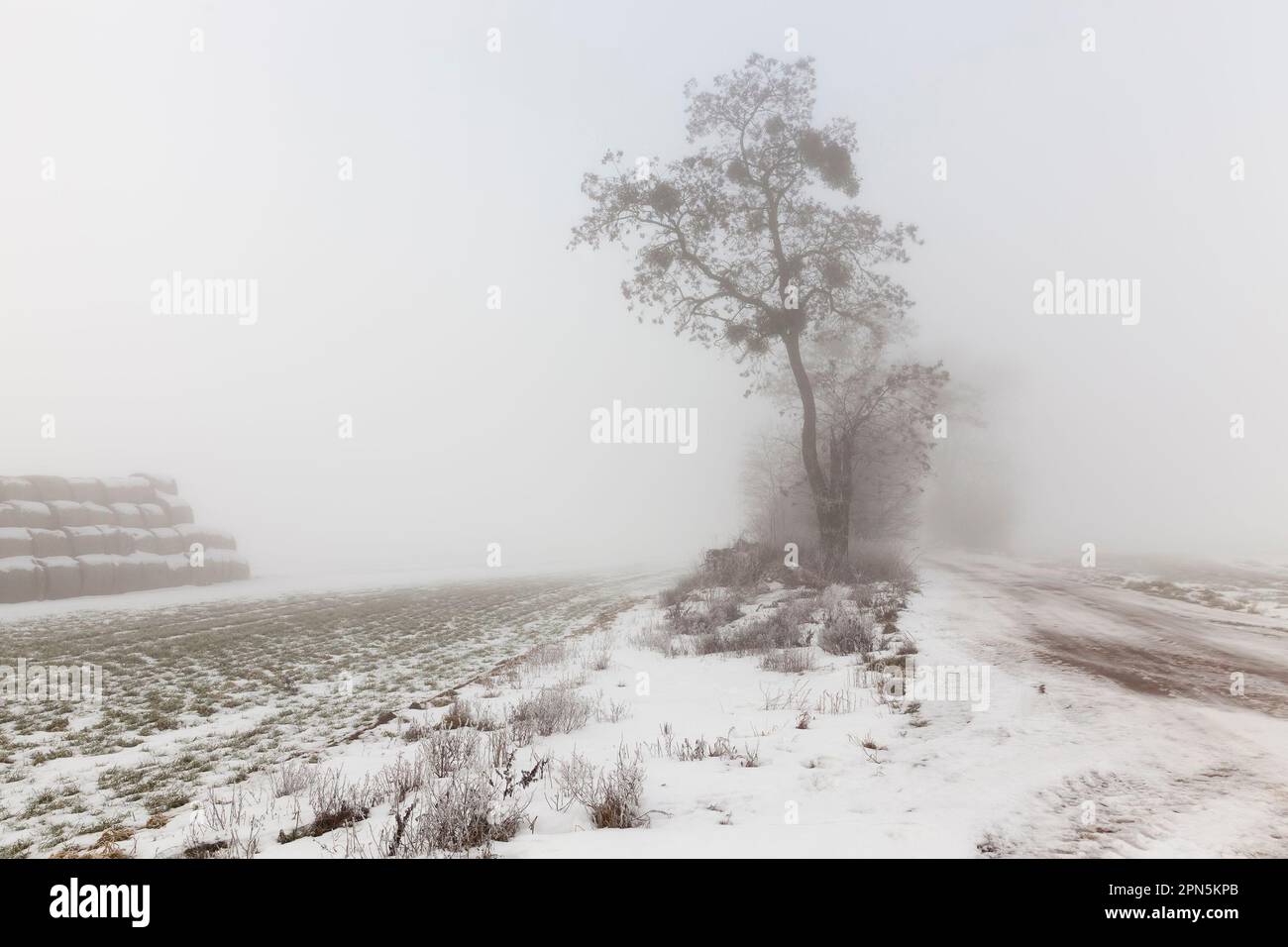 a lonely growing oak tree in the winter season , one oak in the winter ...