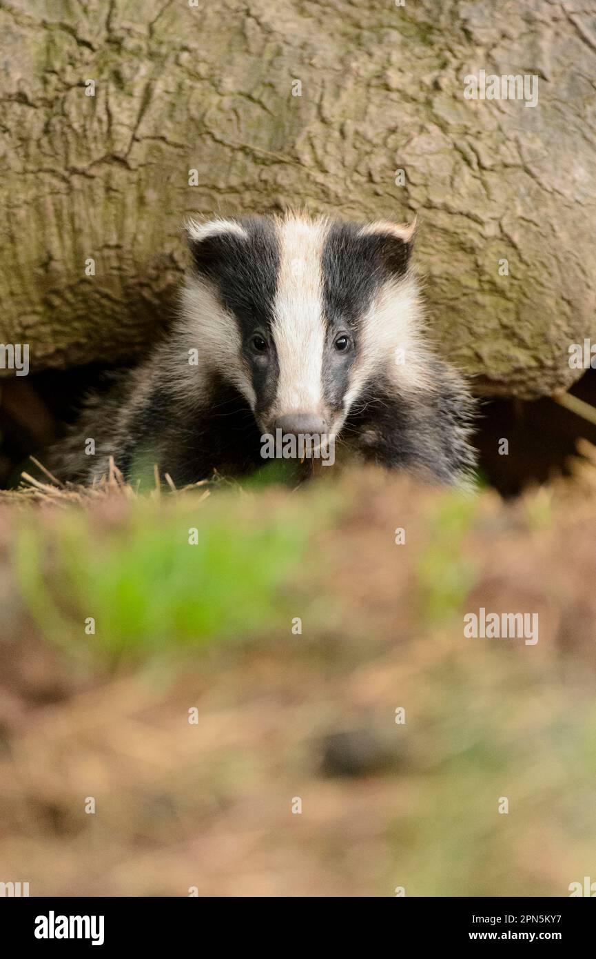 Eurasian Badger (Meles meles) cub, looking out from sett entrance under ...