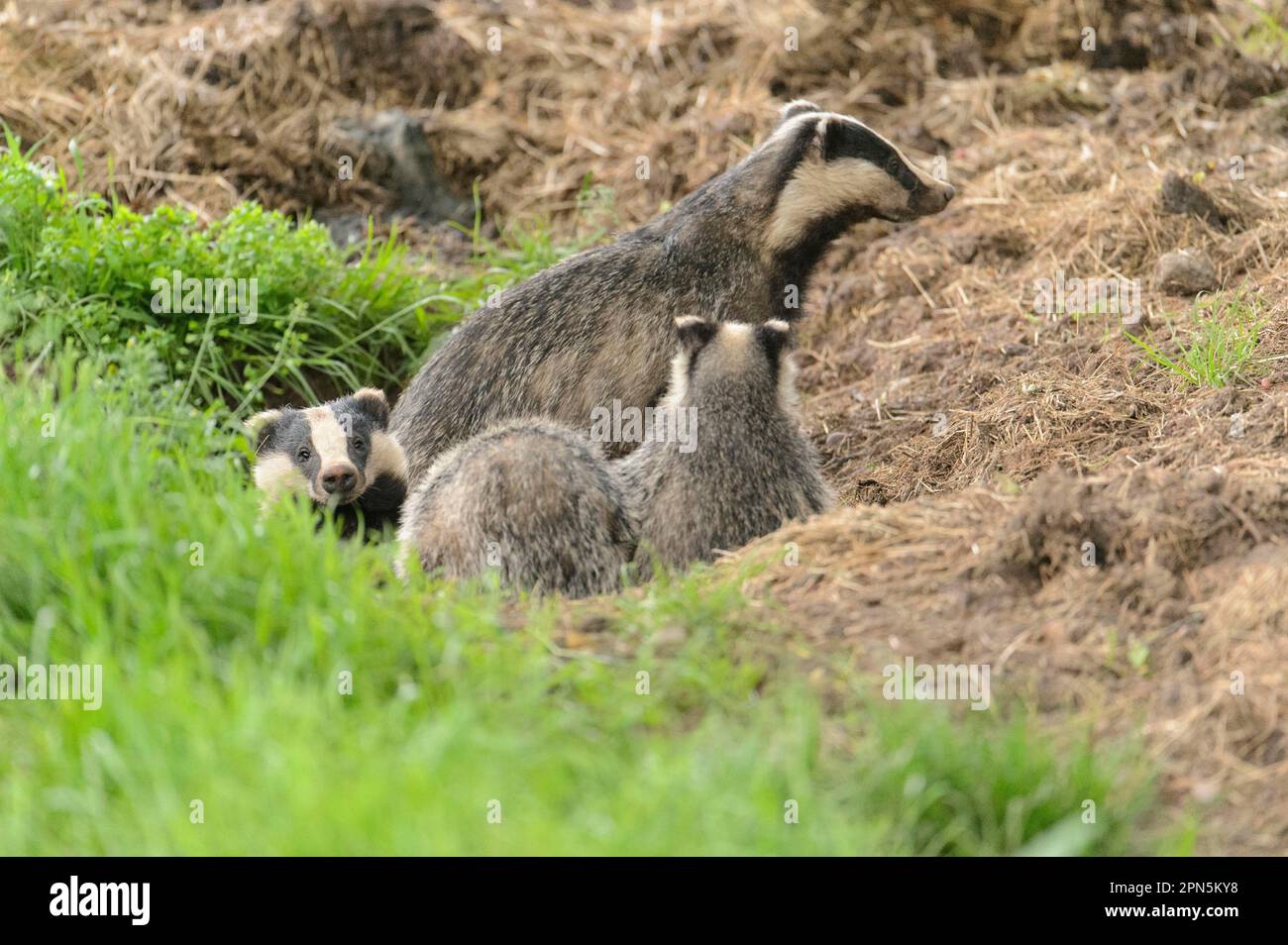 Eurasian Badger (Meles meles) adult and cubs, emerging from sett ...