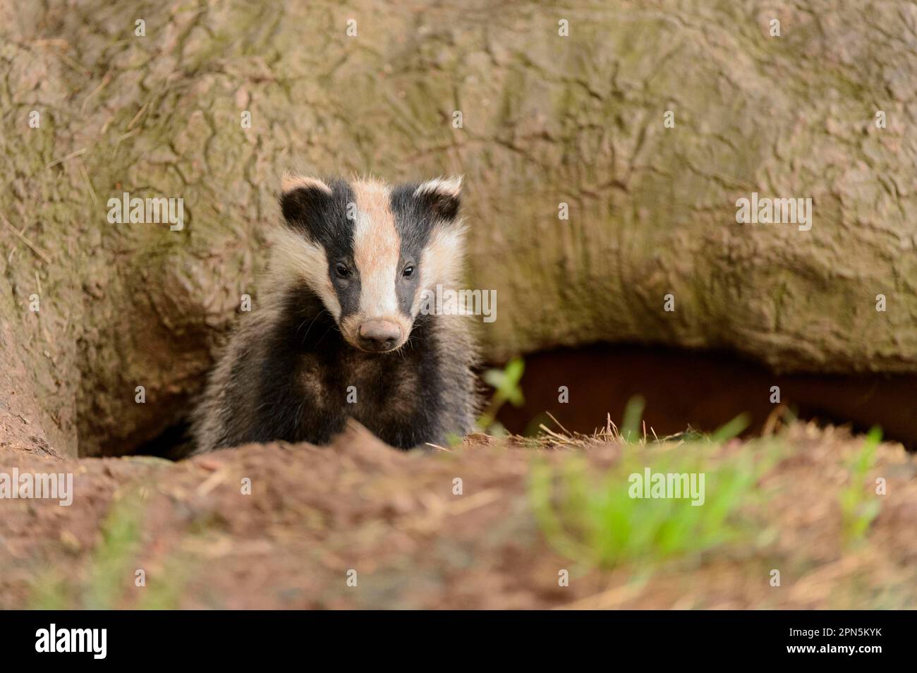 Eurasian Badger (Meles meles) cub, looking out from sett entrance under ...