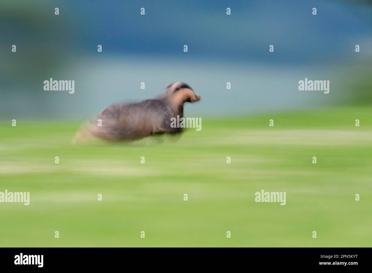 Eurasian Badger (Meles meles) adult, running across meadow, blurred ...