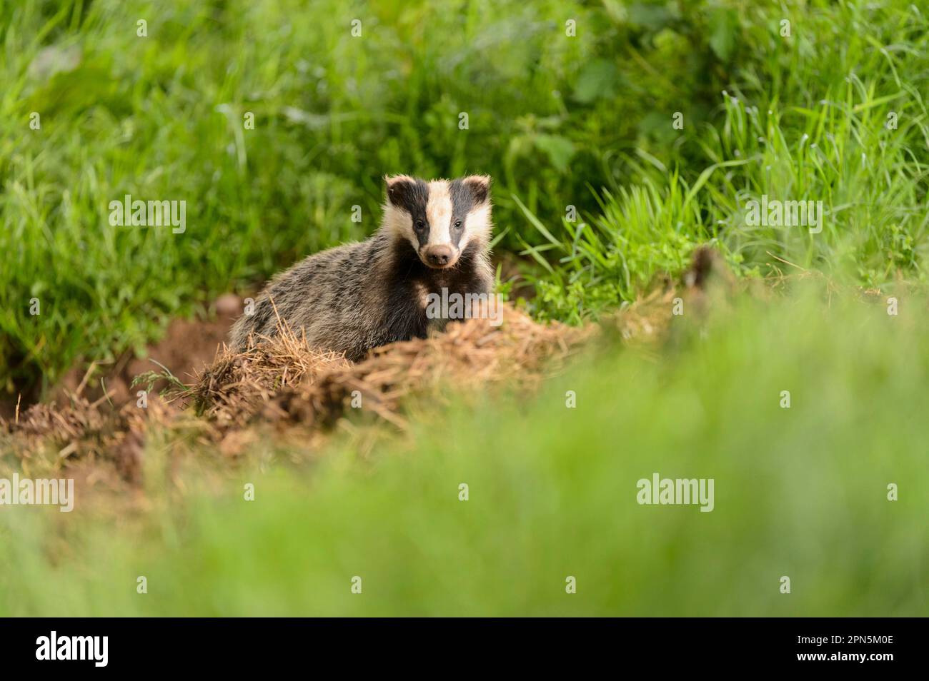 Meles meles cub hi-res stock photography and images - Alamy