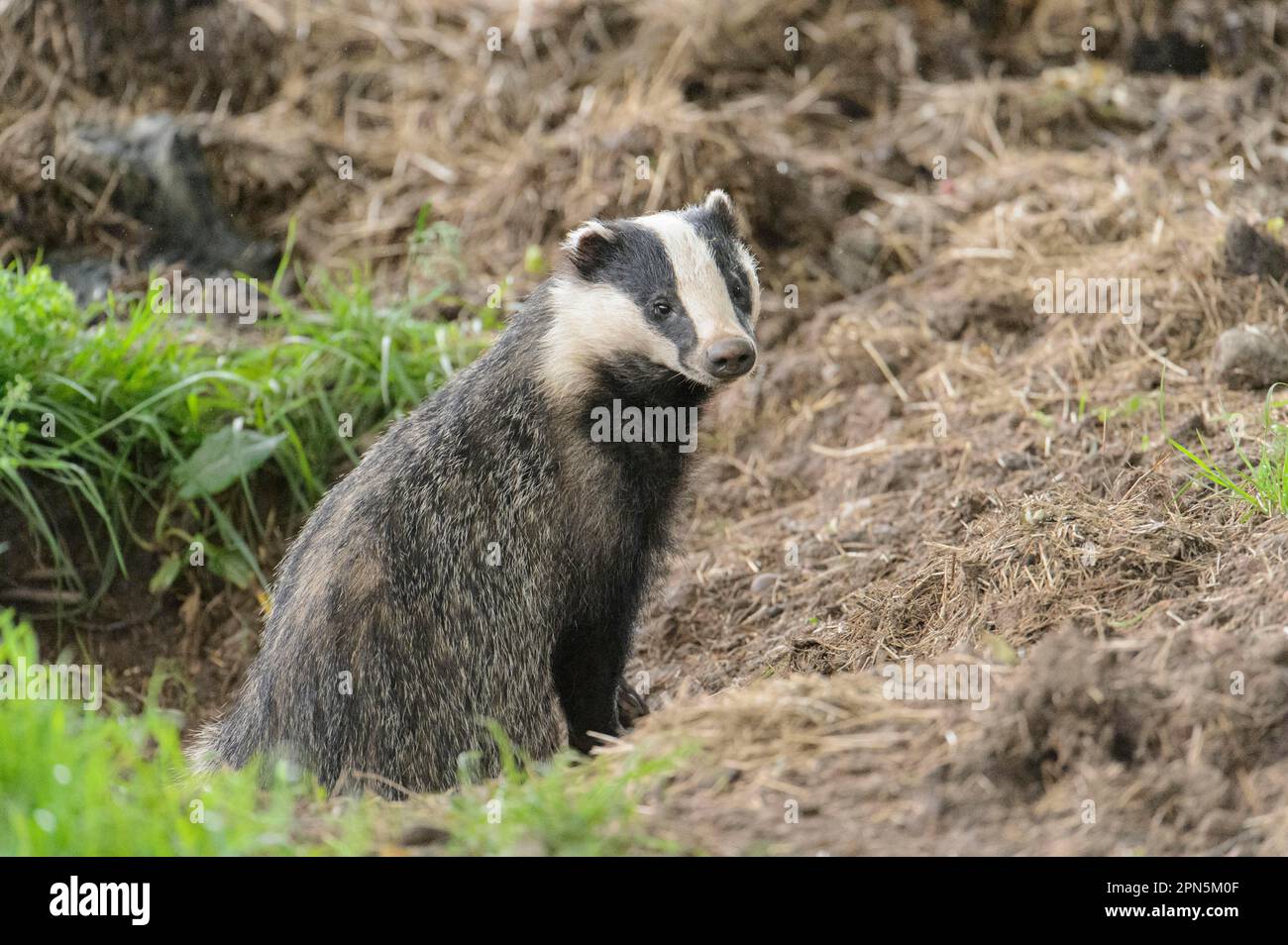 Eurasian Badger (Meles meles) adult, emerging from sett entrance ...