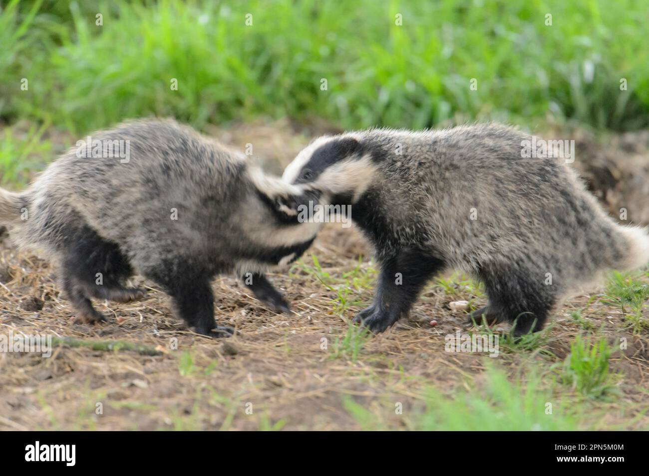 Eurasian Badger (Meles meles) two cubs, playfighting near sett ...