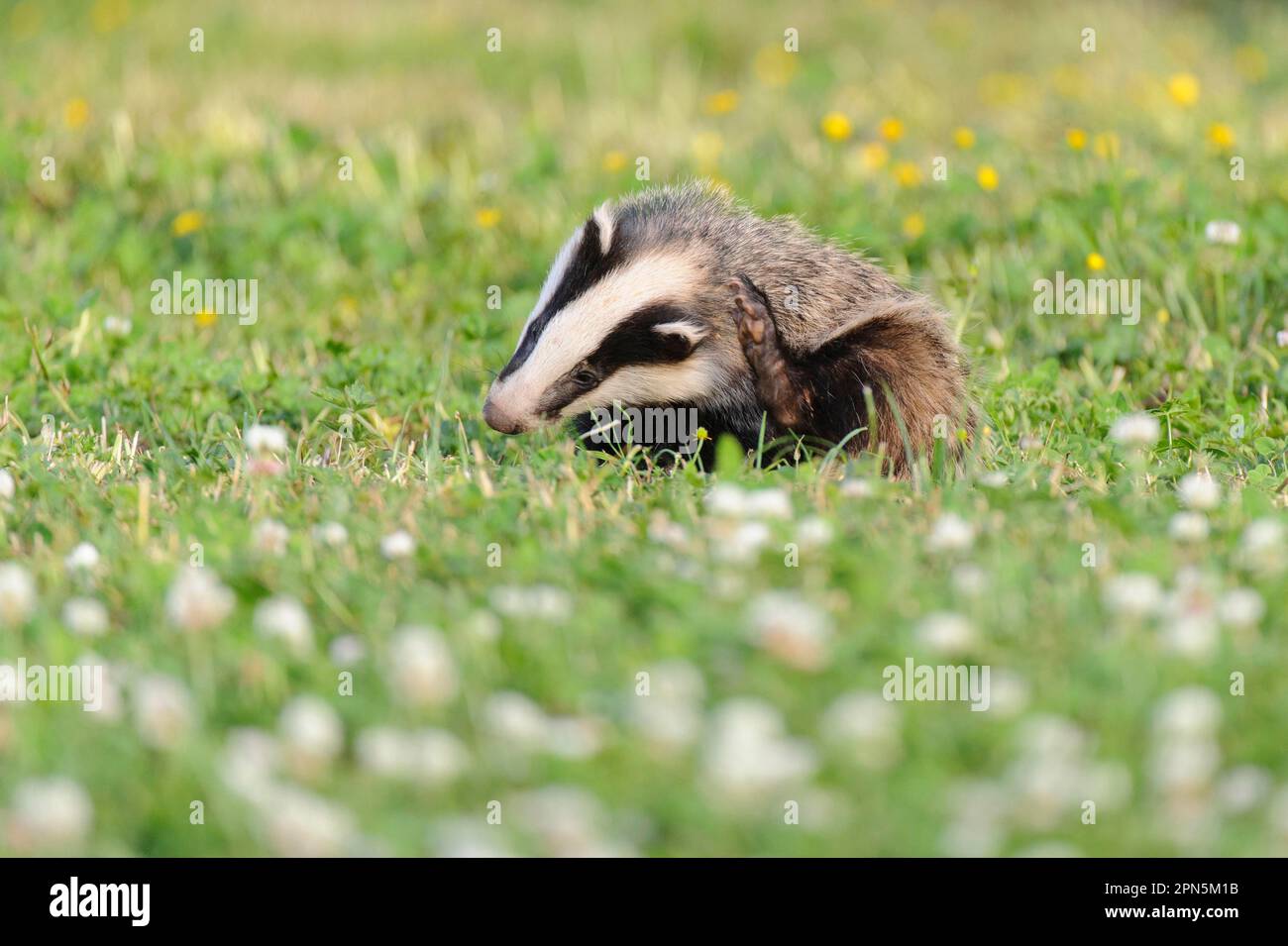 Eurasian Badger (Meles meles) cub, scratching amongst flowering clover ...