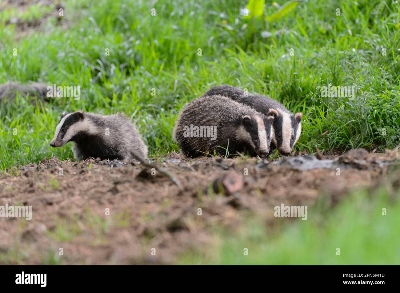 Eurasian Badger (Meles meles) adult and cubs, standing near sett ...