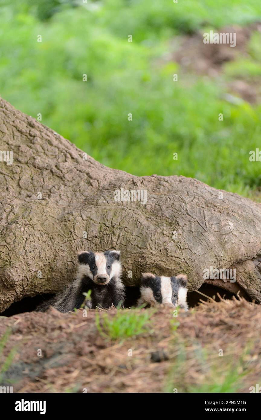 Eurasian Badger (Meles meles) two cubs, looking out from sett entrance ...