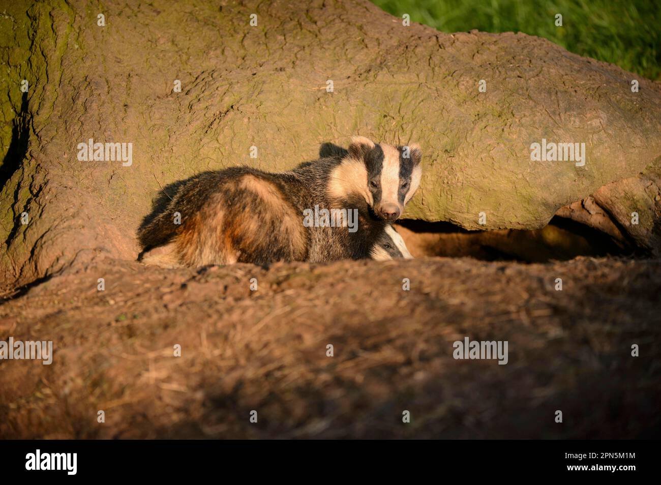 European badger looking out hi-res stock photography and images - Alamy