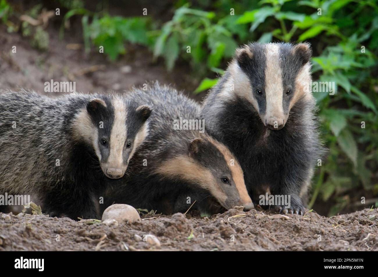 Eurasian Badger (Meles meles) three cubs, standing at sett entrance ...