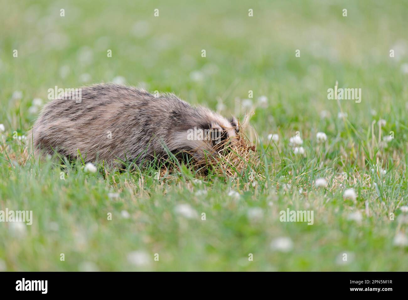 Eurasian Badger (Meles meles) cub, grubbing for food amongst flowering ...