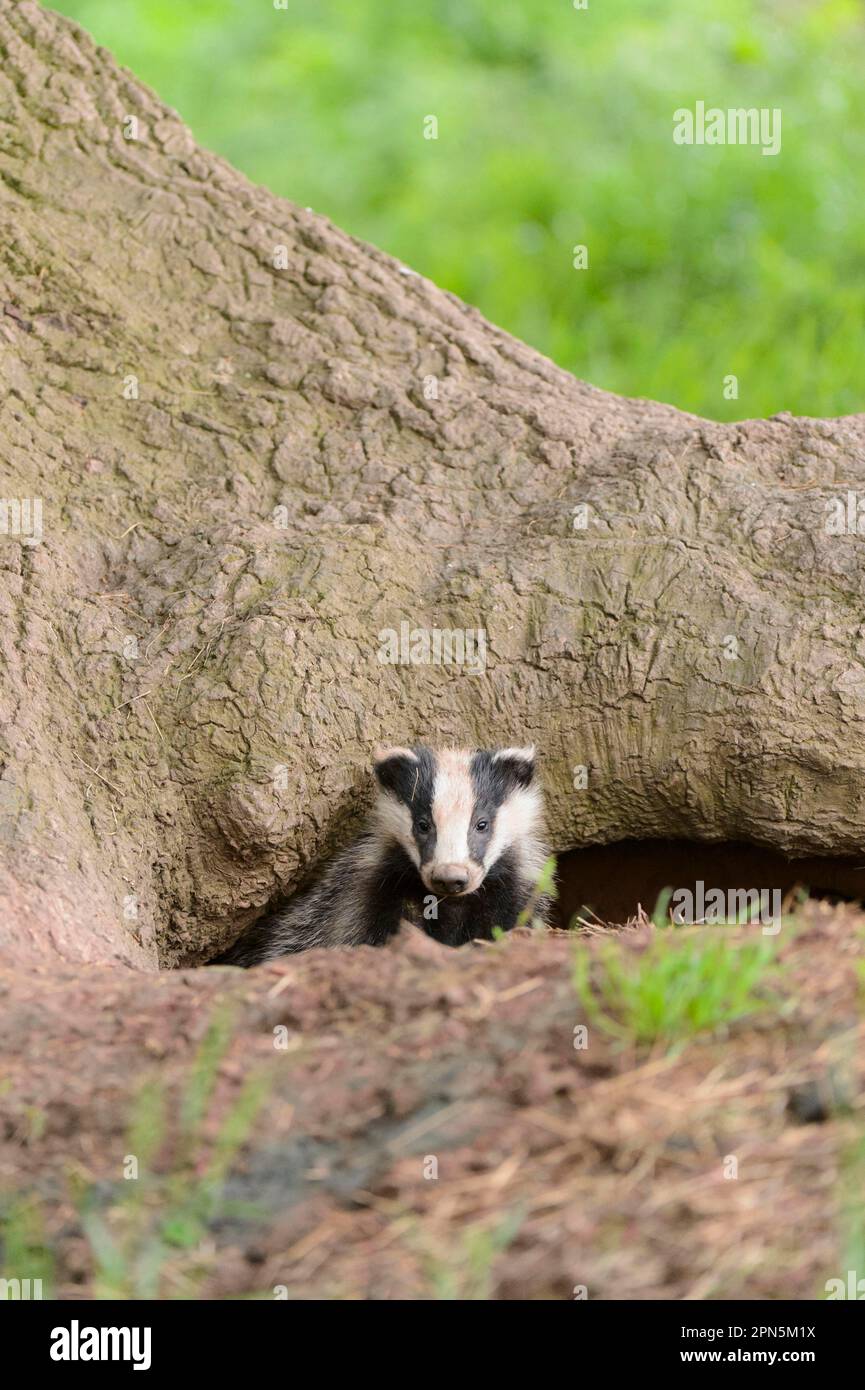 Eurasian Badger (Meles meles) cub, looking out from sett entrance under ...