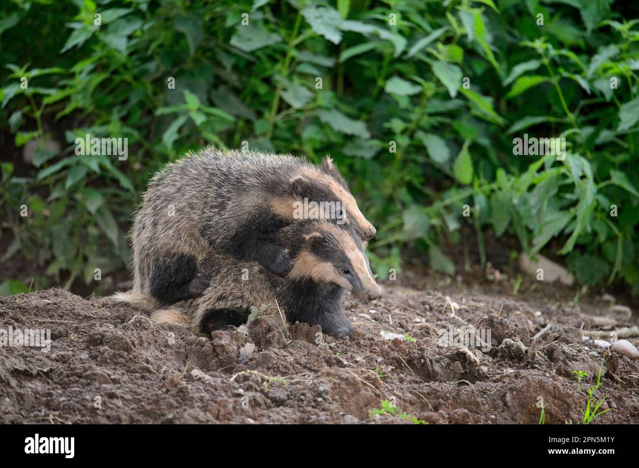 Eurasian Badger (Meles meles) two cubs, playfighting at sett entrance ...