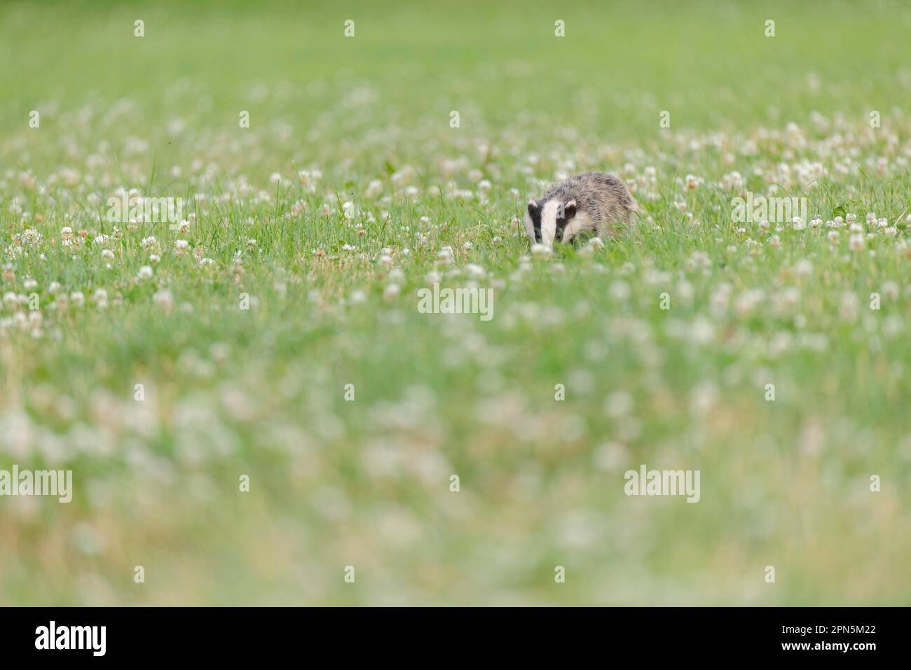 Eurasian Badger (Meles meles) cub, standing amongst flowering clover in ...