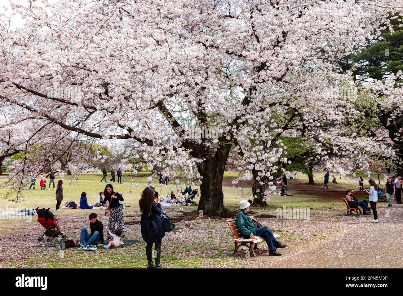 Tokyo Japan April 2023 cherry blossoms flowering locals and visitors in Shinjuku Gyoen park ...