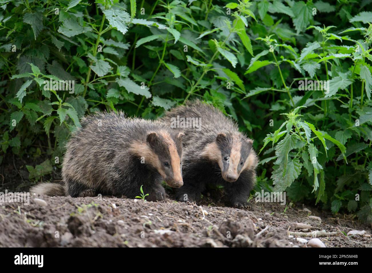 Eurasian Badger (Meles meles) two cubs, standing at sett entrance ...