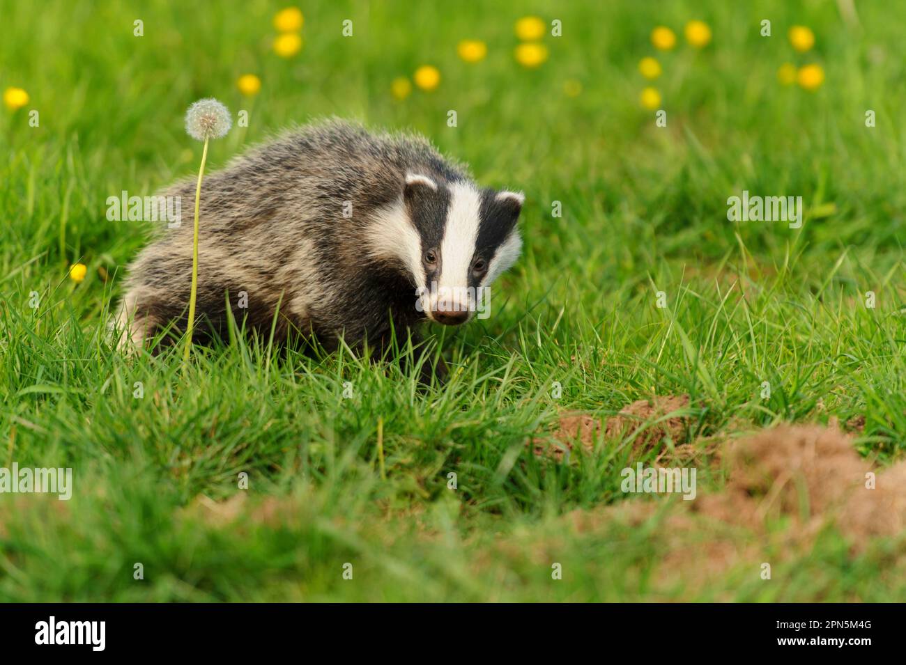Eurasian Badger (Meles meles) cub, standing beside dandelion seedhead ...