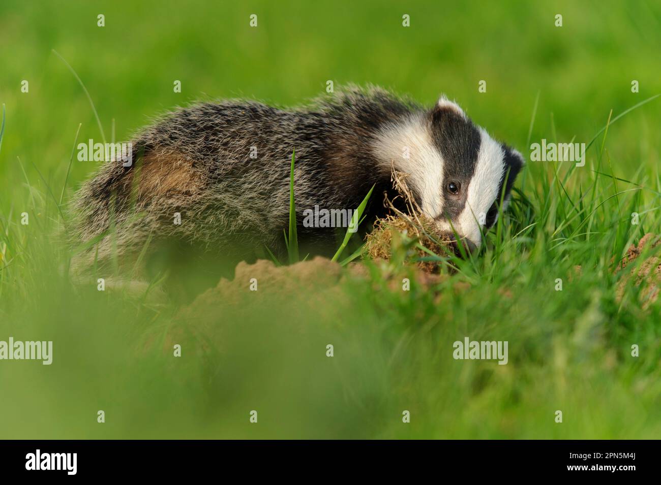 Eurasian Badger (Meles meles) cub, digging for food in meadow, Jackson ...
