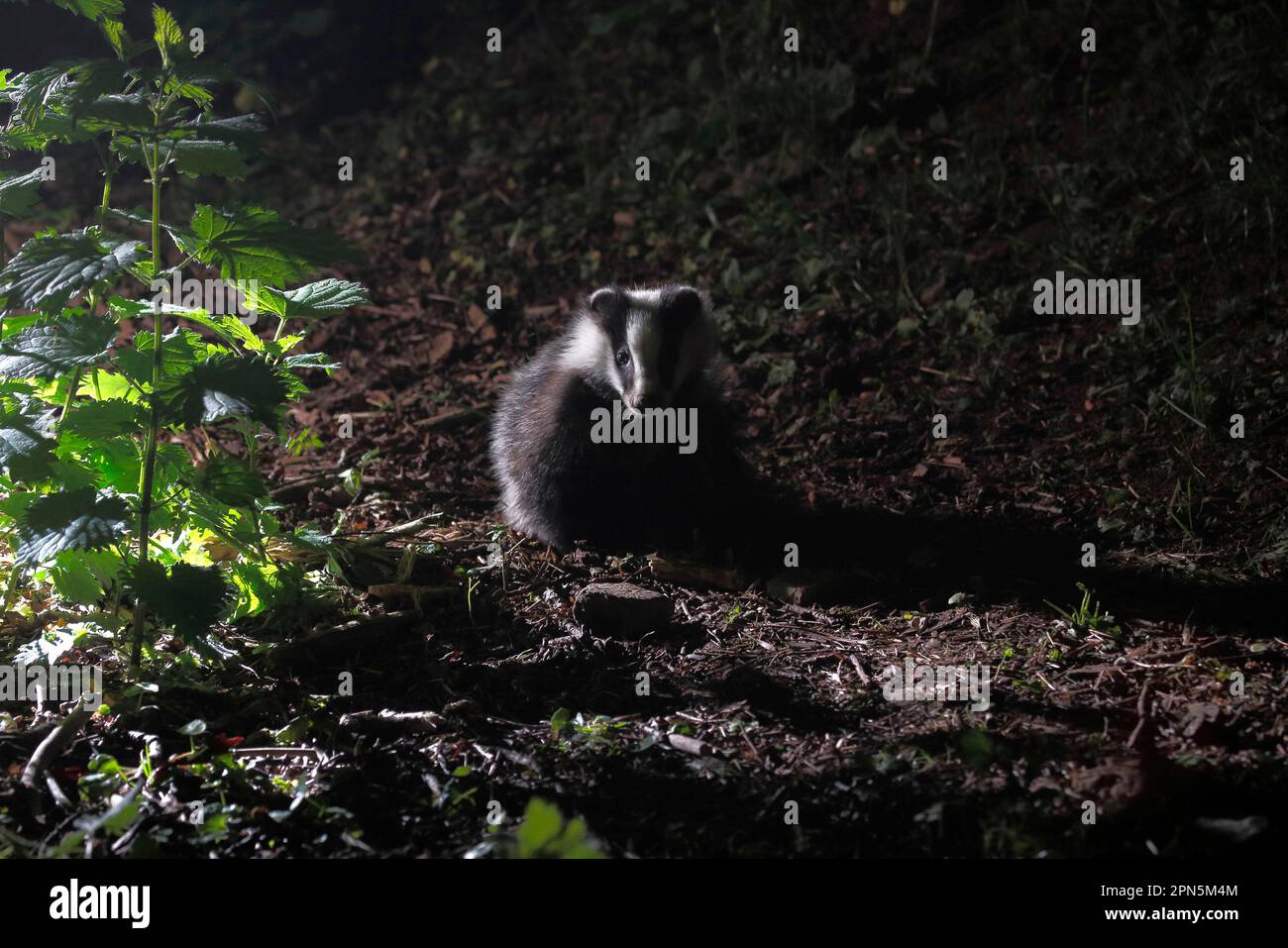 Badger, european badgers (Meles meles), Marten species, Predators ...