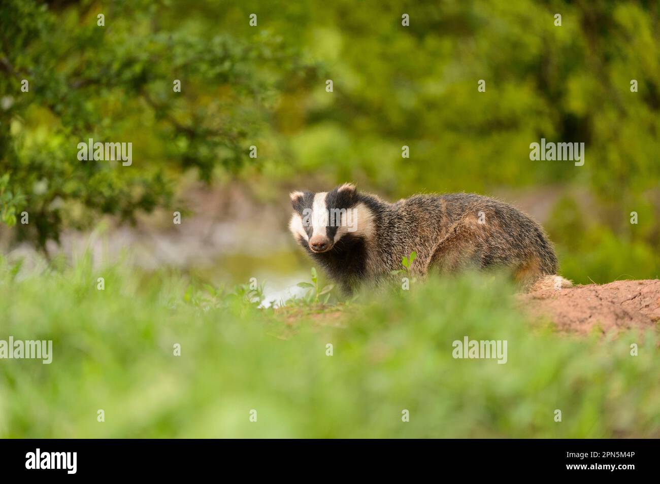 Eurasian Badger (Meles meles) adult, standing near sett, Blithfield ...