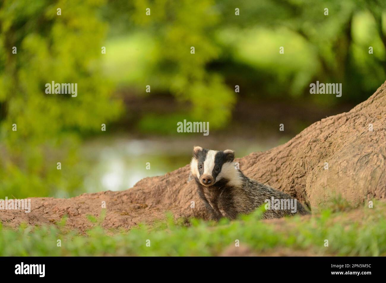 Eurasian Badger (Meles meles) adult, emerging from sett, Blithfield ...