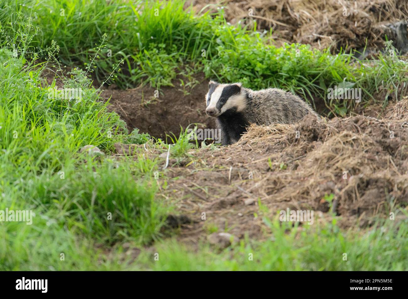 Eurasian Badger (Meles meles) cub, emerging from sett entrance ...