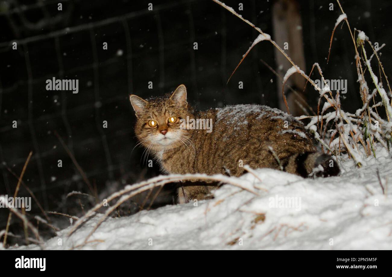 Scottish Wildcat Snow
