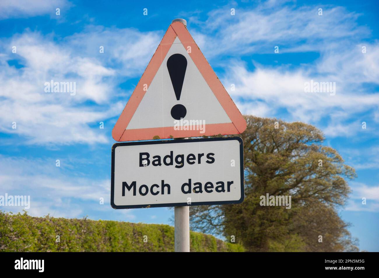 Badger, european badgers (Meles meles), Marten species, Predators ...