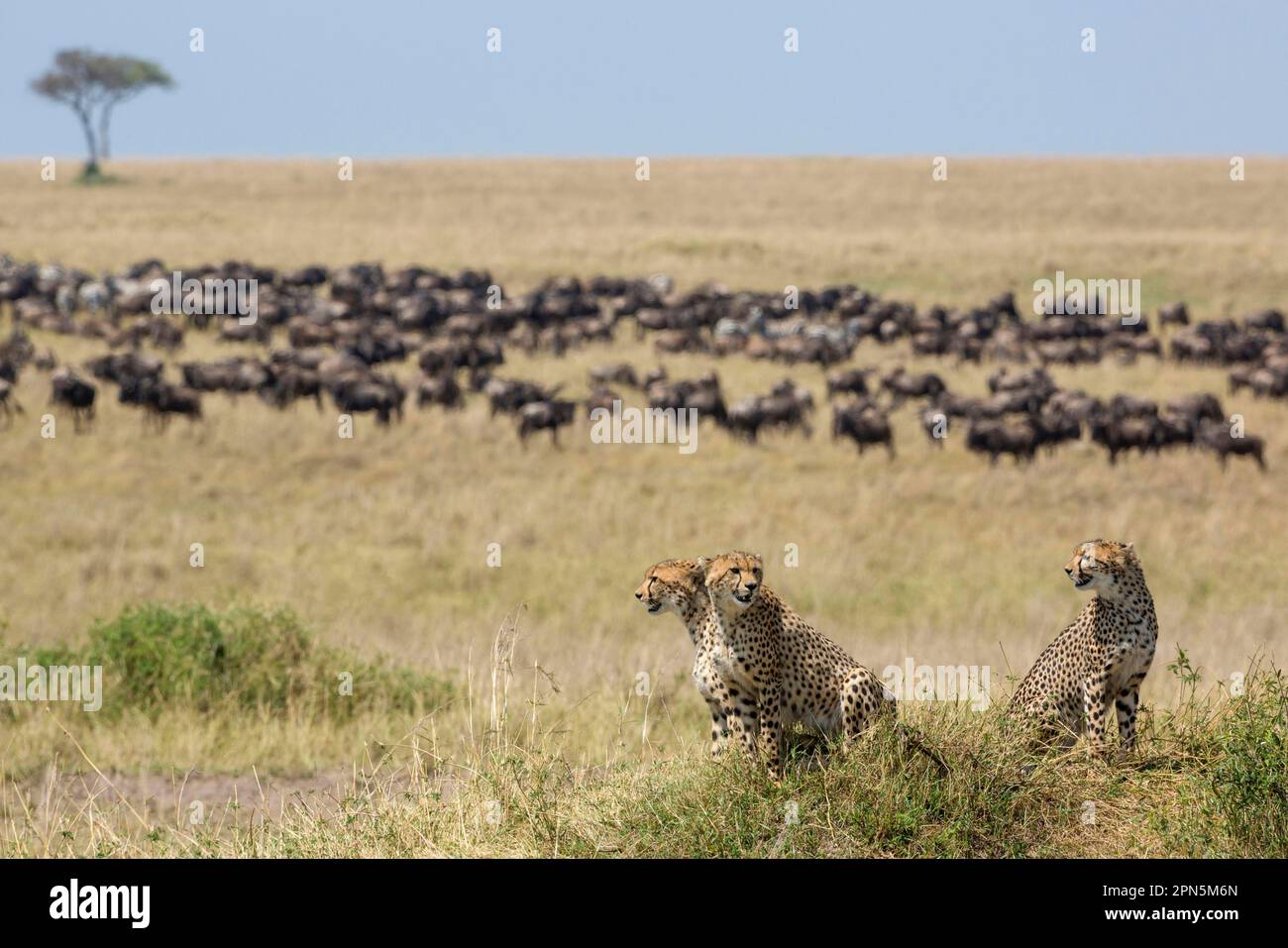 Acinonyx jubatus fearsoni, East African cheetah, East African cheetahs ...