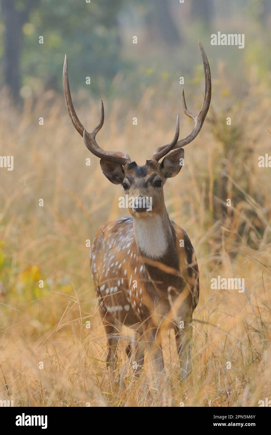 Spotted Deer (Axis axis) adult male, standing in grass, Bandhavgarh N ...