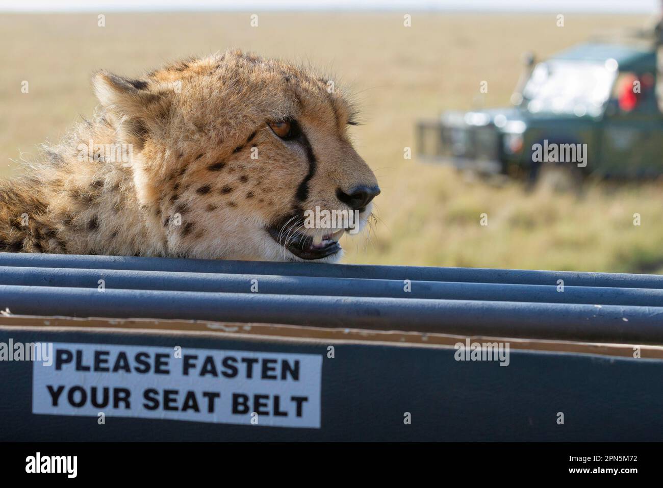 Acinonyx jubatus fearsoni, East African cheetah, East African cheetahs ...