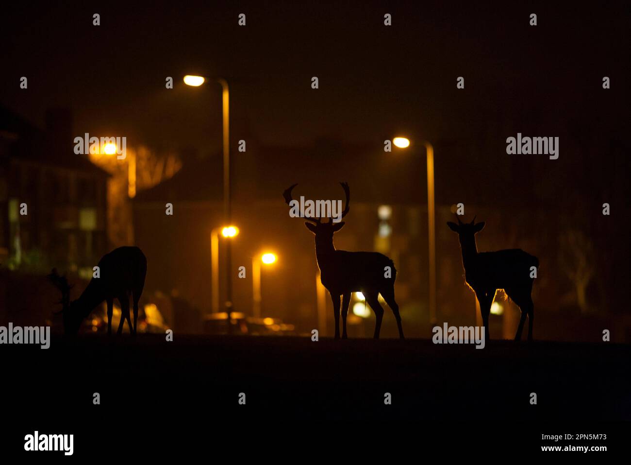 Fallow Deer (Dama dama) bucks, silhouetted on urban estate at night ...