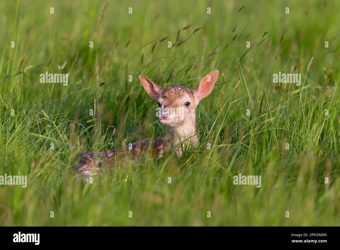 Suffolk fallow field hi-res stock photography and images - Alamy