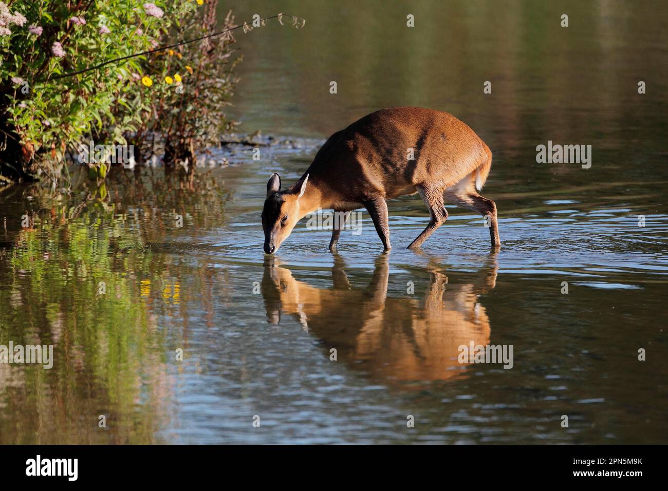Chinese chinese muntjac (Muntiacus reevesi) introduced species, adult ...